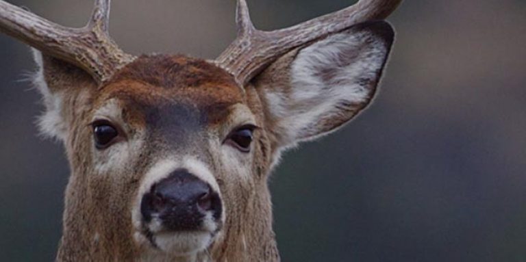 First-Look Review of the Moultrie Mobile MV2 Cellular Field Modem ...