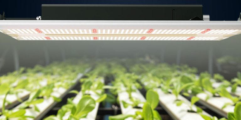 Medic Grow MINI SUN-2 (320W) Review: an ideal LED grow light